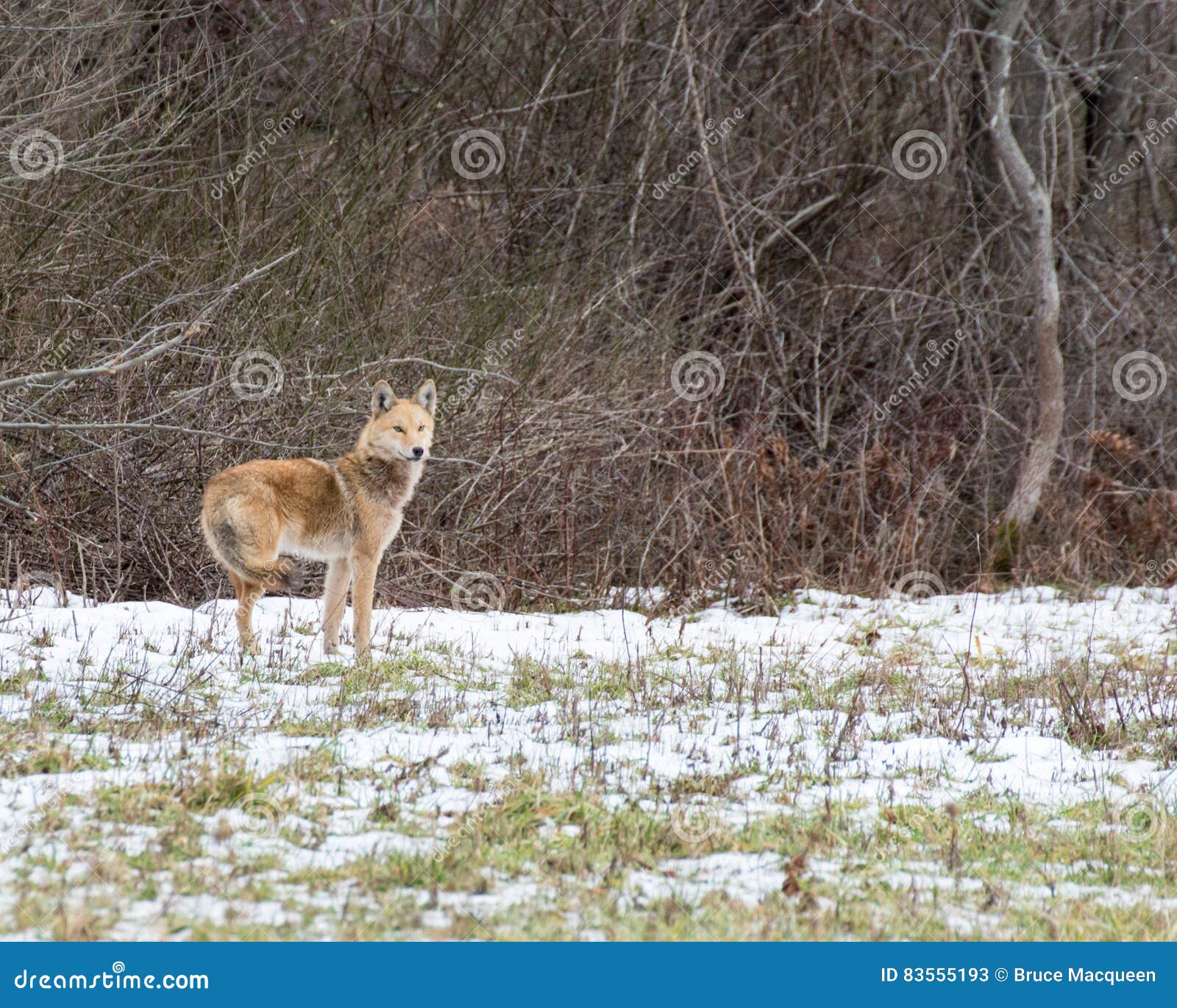 Coyote on the Hunt stock image. Image of coyote, nature - 83555193