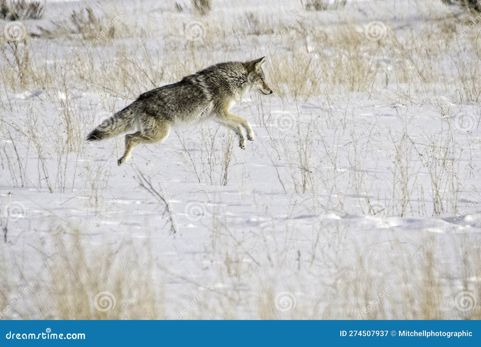 Coyote Leaping after Prey stock image. Image of wild - 274507937