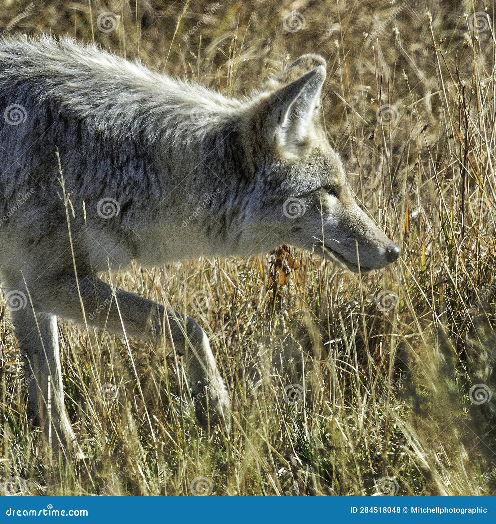 Coyote Hunting Closeup stock photo. Image of outdoors - 284518048