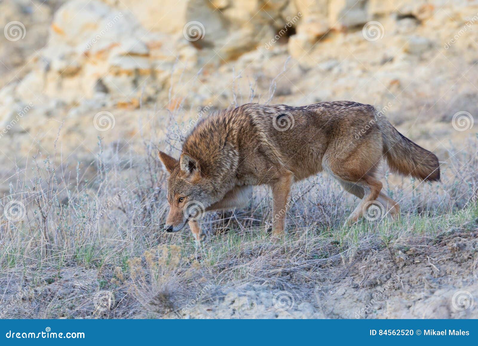 Coyote hunting for food stock photo. Image of prairie - 84562520