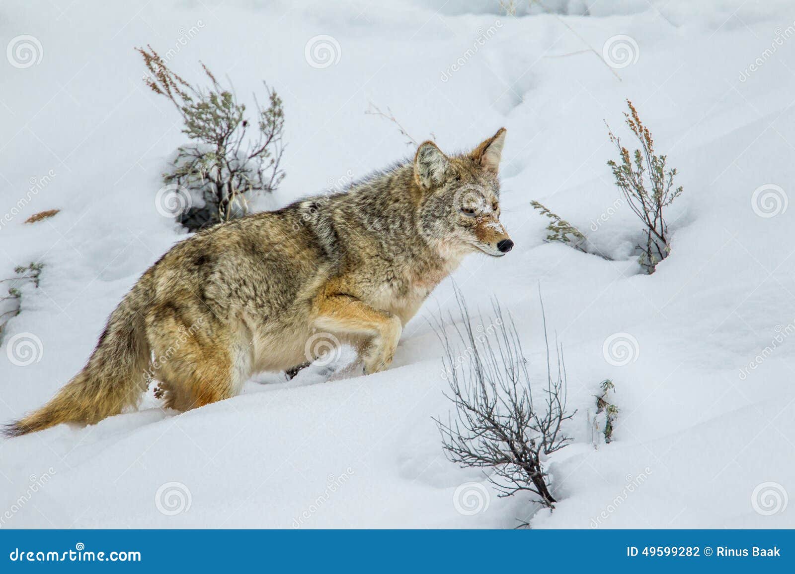 Coyote stock photo. Image of attentive, north, canis - 49599282