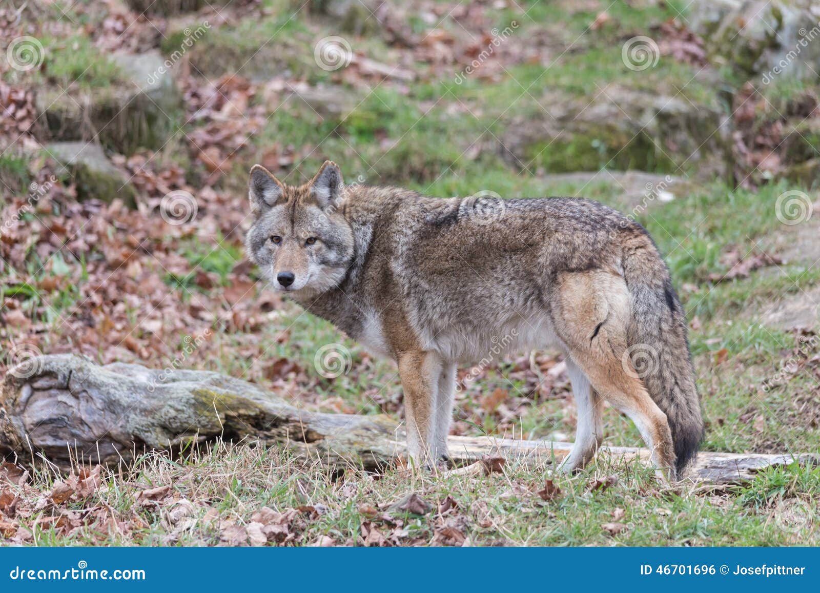 Coyote stock photo. Image of outdoor, landscape, leisure - 46701696