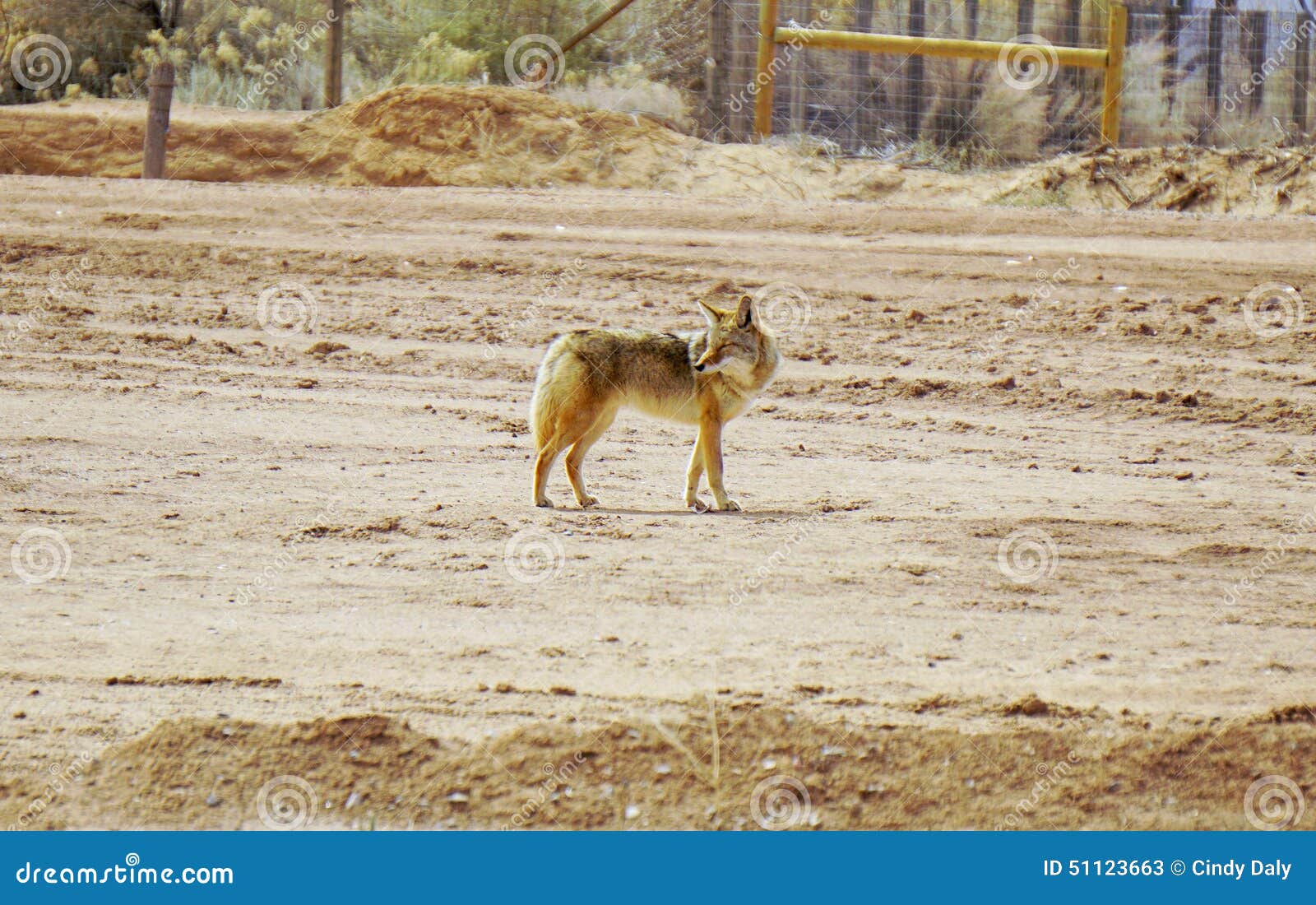 Coyote looking back. stock image. Image of sandy, mammals - 51123663