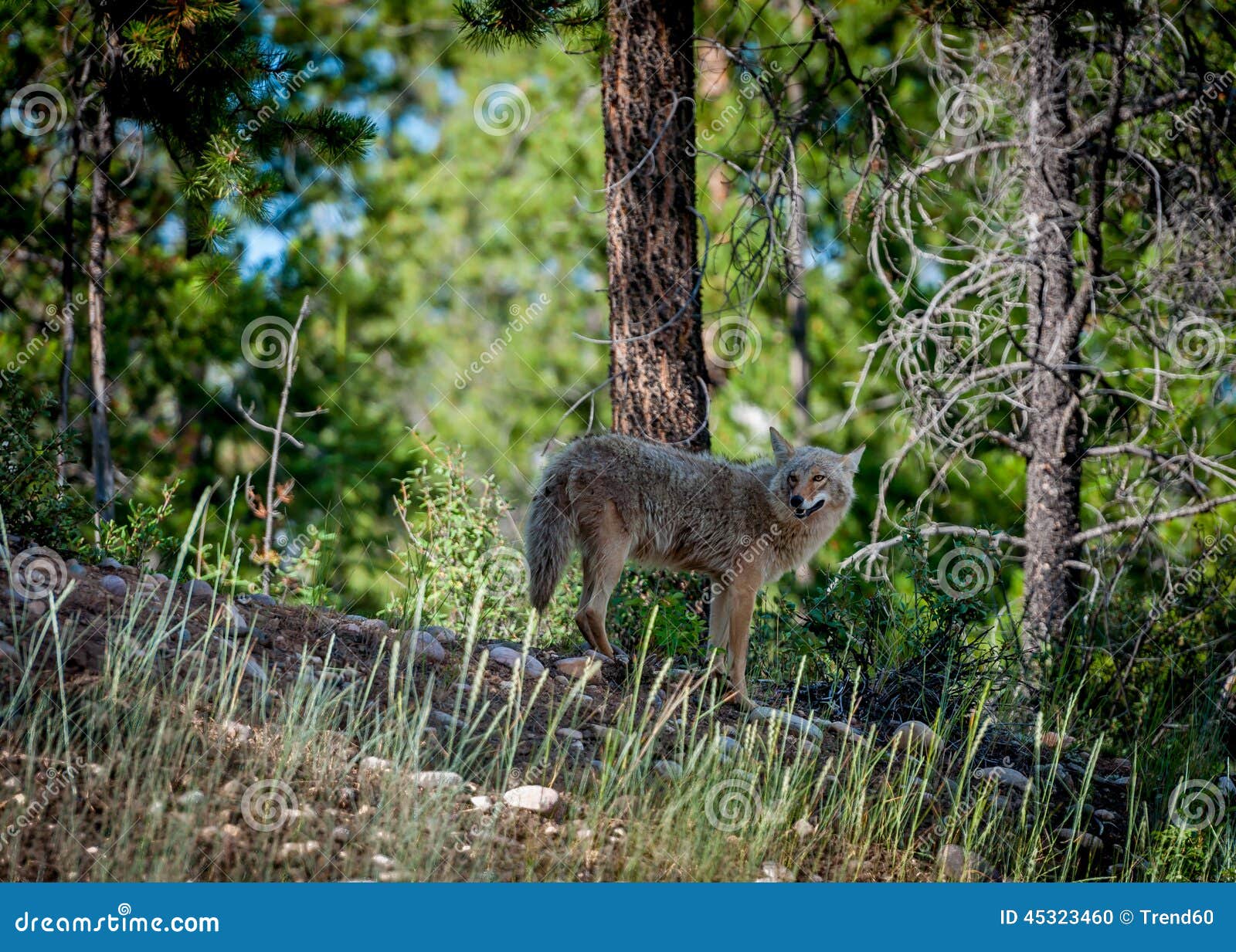Coyote Looking Back stock photo. Image of animal, wildlife - 45323460