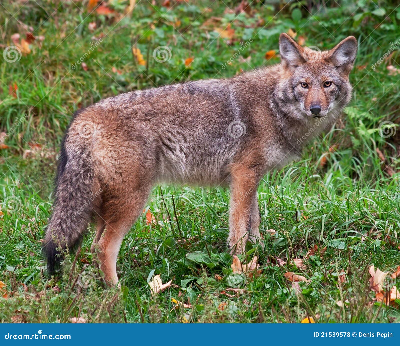 Coyote Looking at the Camera Stock Photo - Image of predatory, canine ...