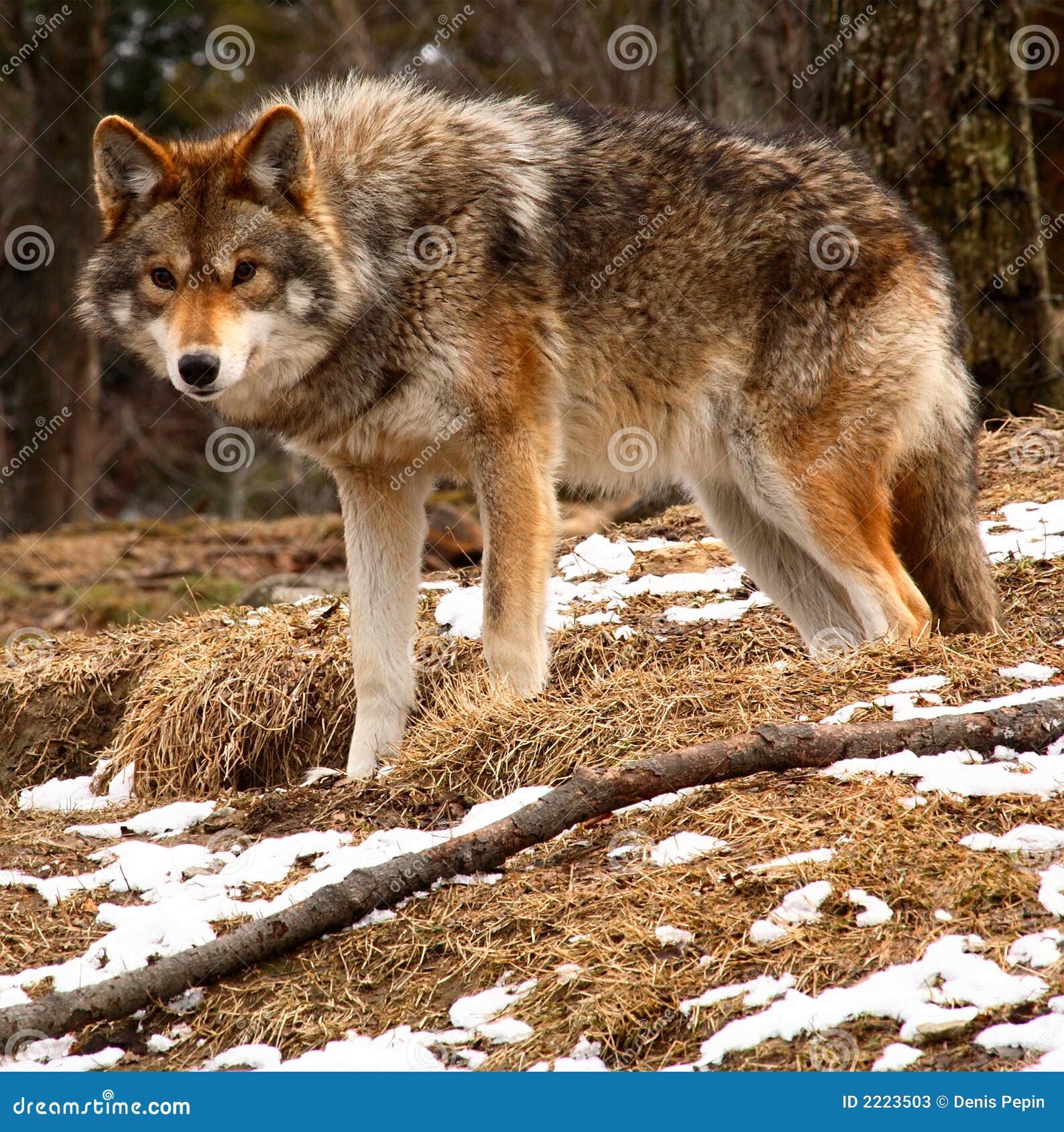 Coyote Looking at the Camera Stock Image - Image of hairy, savage: 2223503