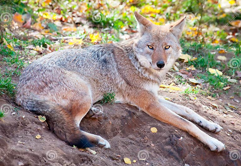 Coyote Looking at the Camera Stock Photo - Image of wild, animal: 34461280