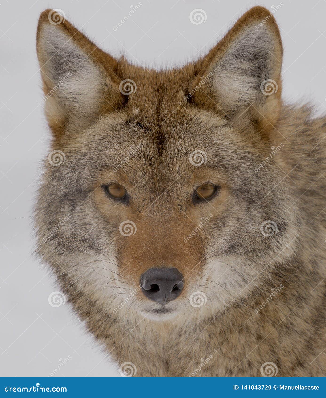 Coyote Looking at the Camera in the Winter Stock Photo - Image of ...