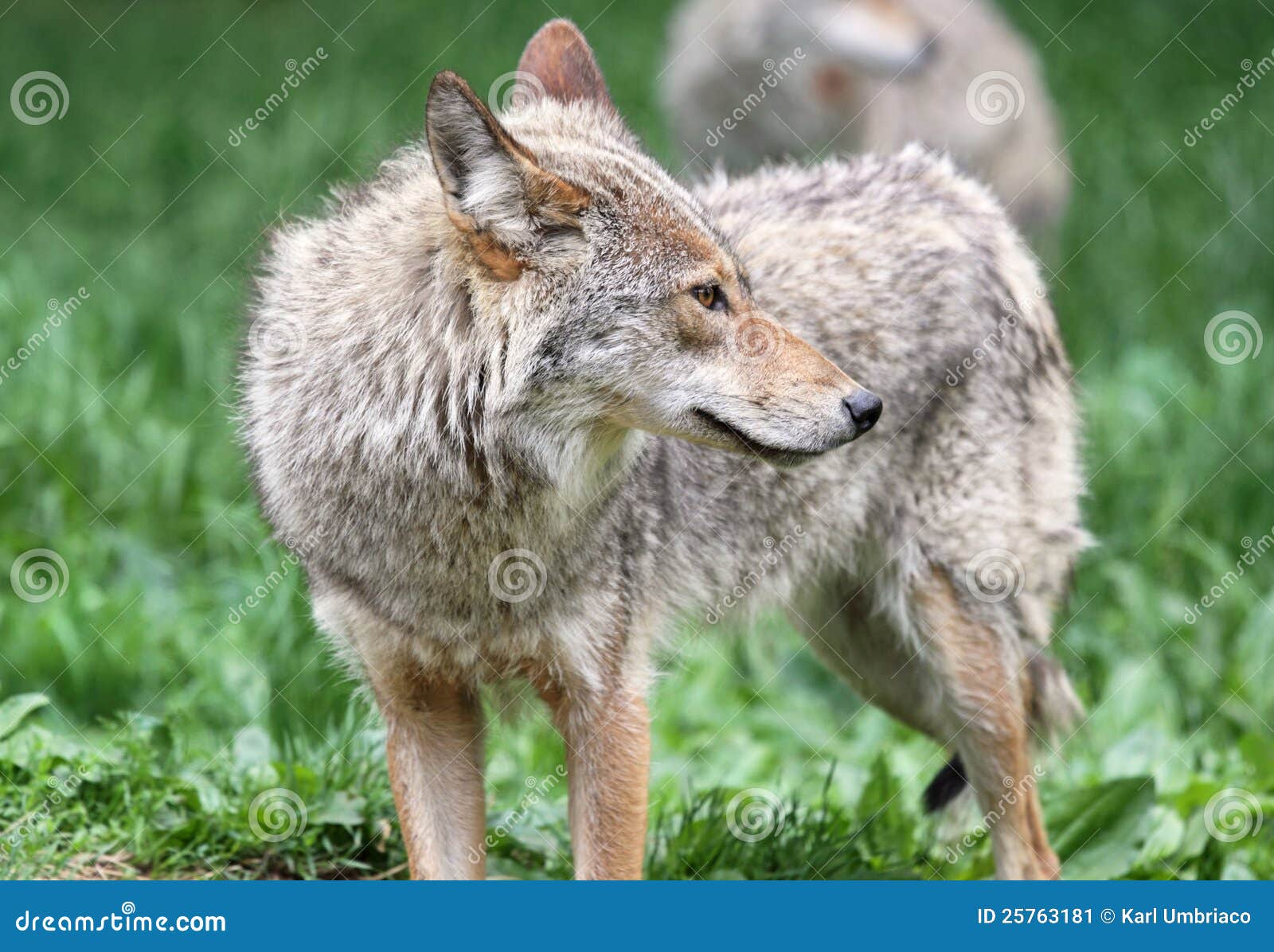 Coyote in nature stock image. Image of grass, beauty - 25763181