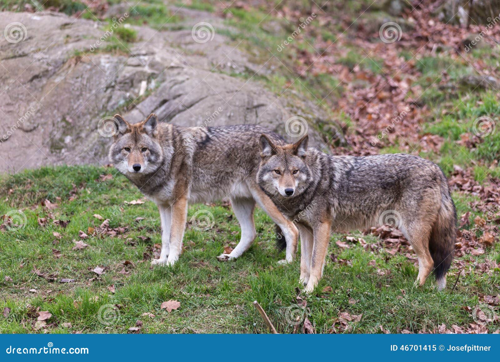 Coyote stock image. Image of colorful, color, forest - 46701415