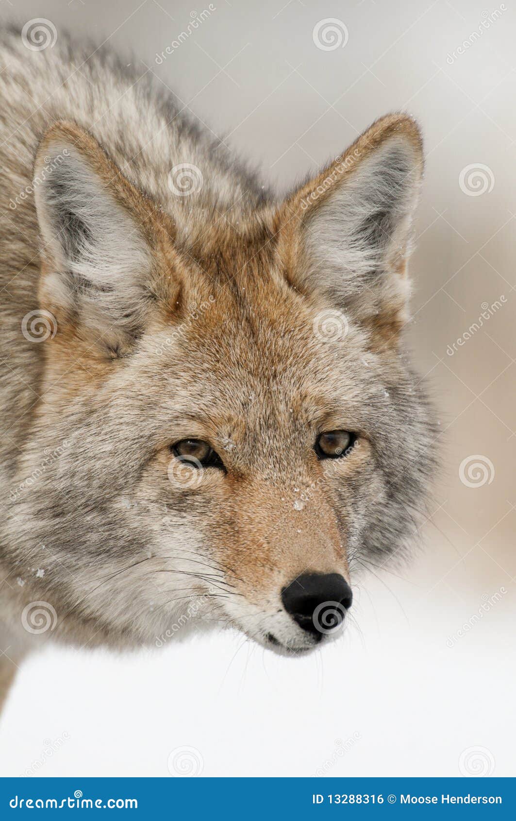 Coyote Portrait stock photo. Image of winter, mammals - 13288316