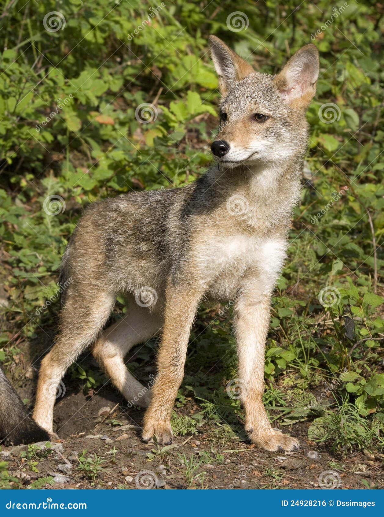 Coyote Portrait stock photo. Image of creature, furry - 24928216