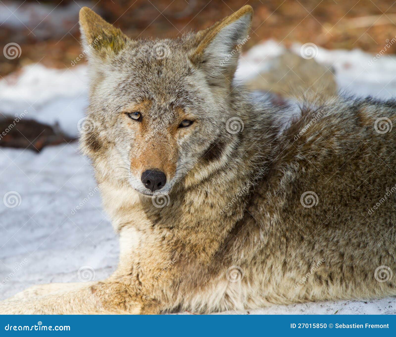 Coyote portrait stock photo. Image of ears, canis, specie - 27015850