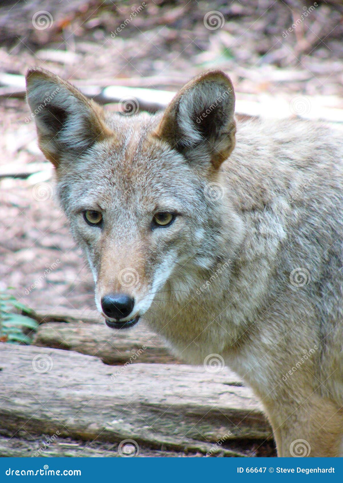 Coyote Portrait stock image. Image of canine, animal, growl - 66647