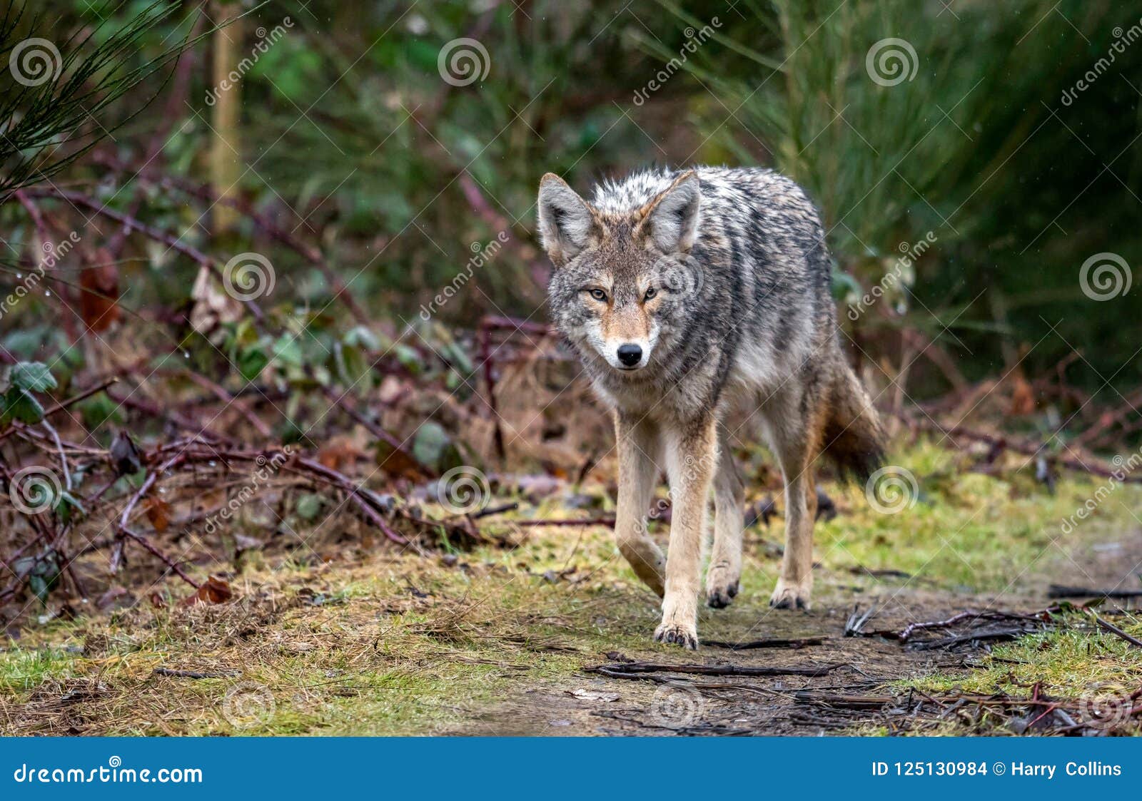 Coyote Portrait in Canada stock photo. Image of colorful - 125130984