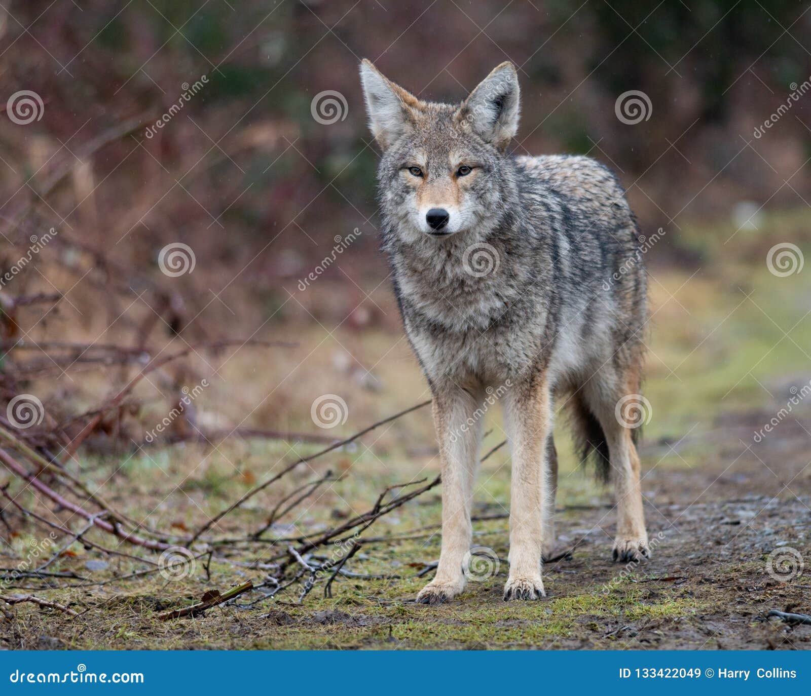Coyote Portrait in Canada stock image. Image of photo - 133422049 Coyote Portrait in Canada stock image. Image of photo - 133422049