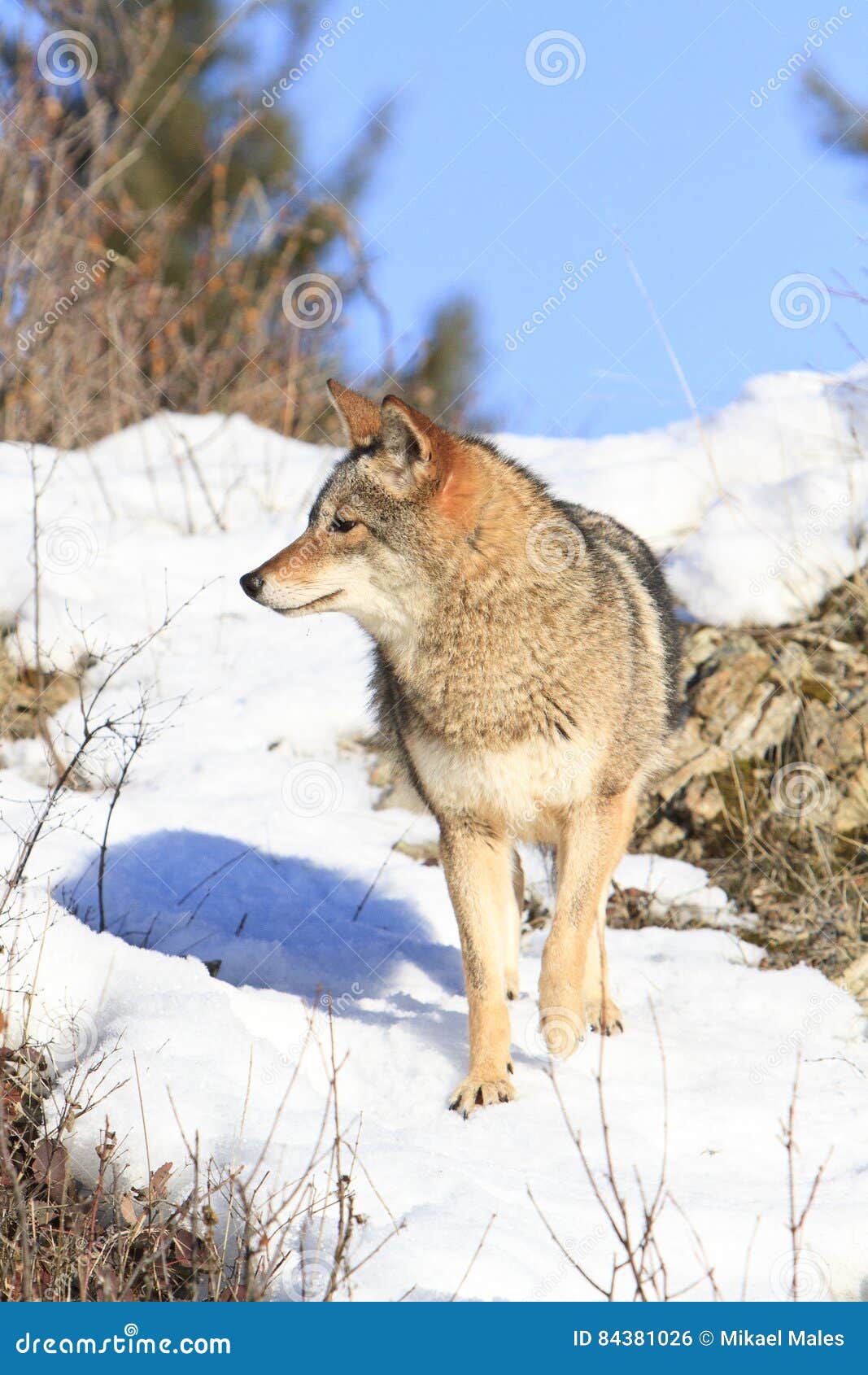Coyote portrait stock photo. Image of descriptive, pelt - 84381026