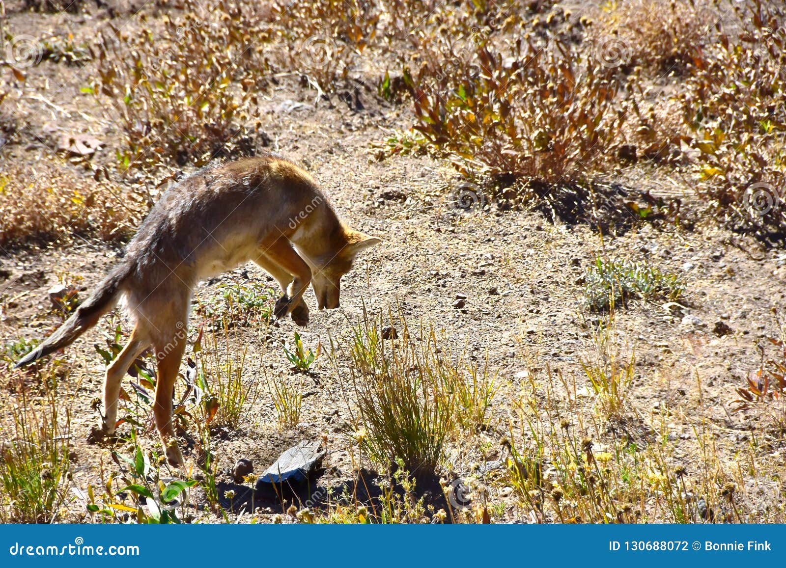 Coyote Pouncing on Her Prey Stock Photo - Image of latrans, national ...
