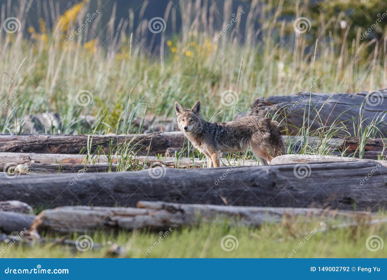 396 Prairie Wolf Photos - Free & Royalty-Free Stock Photos from Dreamstime