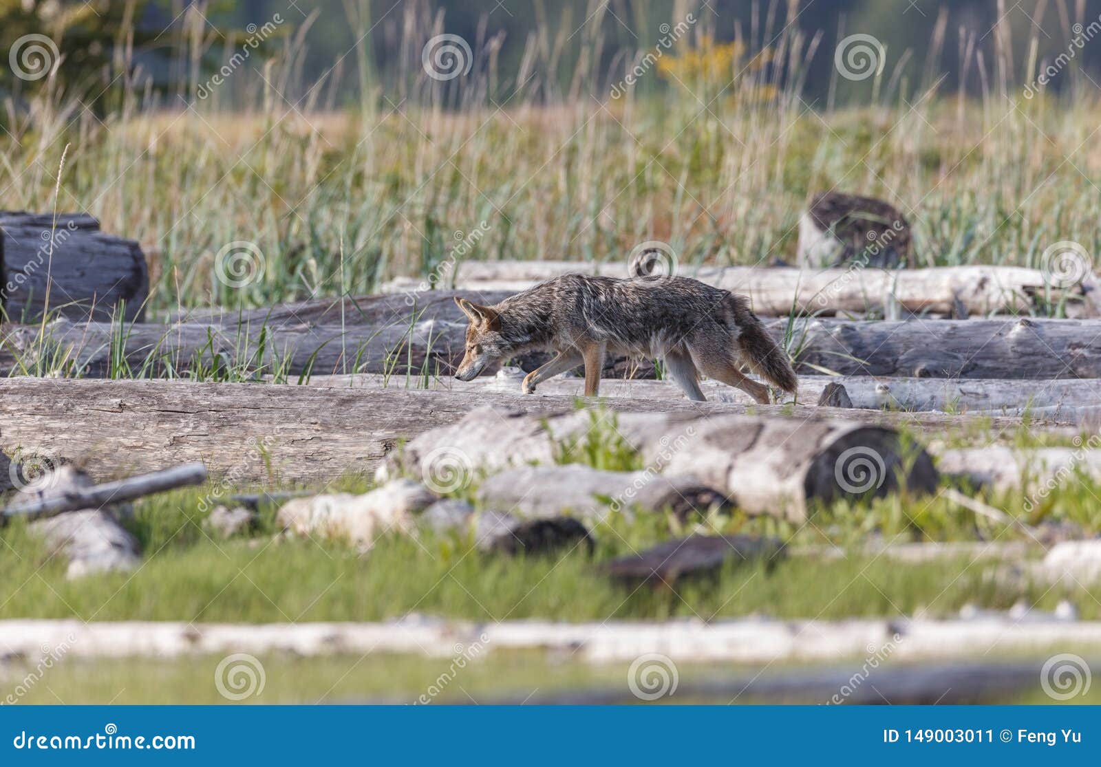 Coyote prairie wolf stock image. Image of canada, animal - 149003011