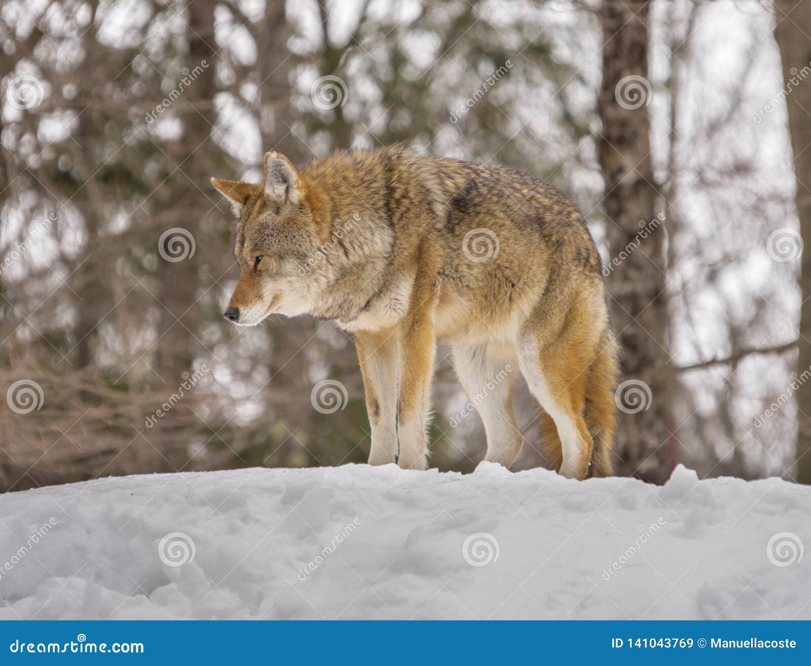 Coyote Profile Close-up in the Winter Stock Image - Image of forest ...