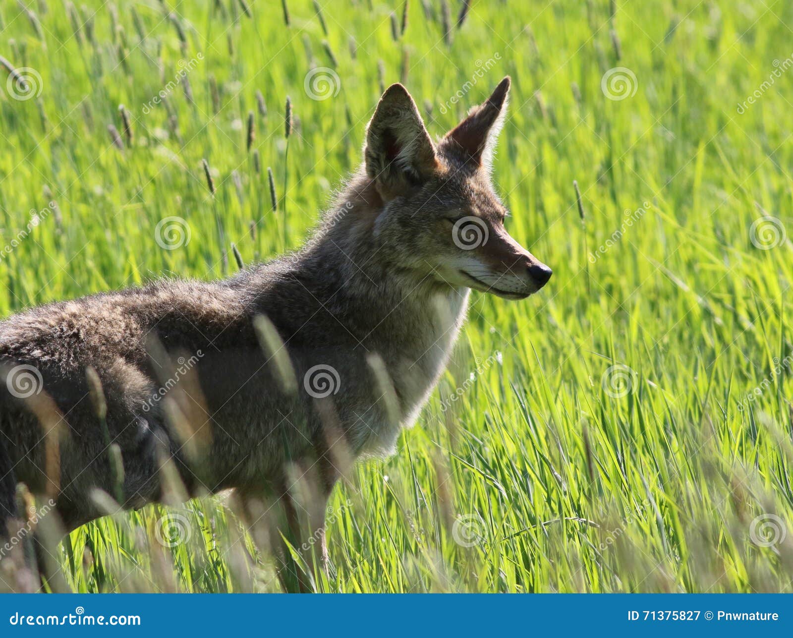 Coyote Profile stock image. Image of hunting, nature - 71375827