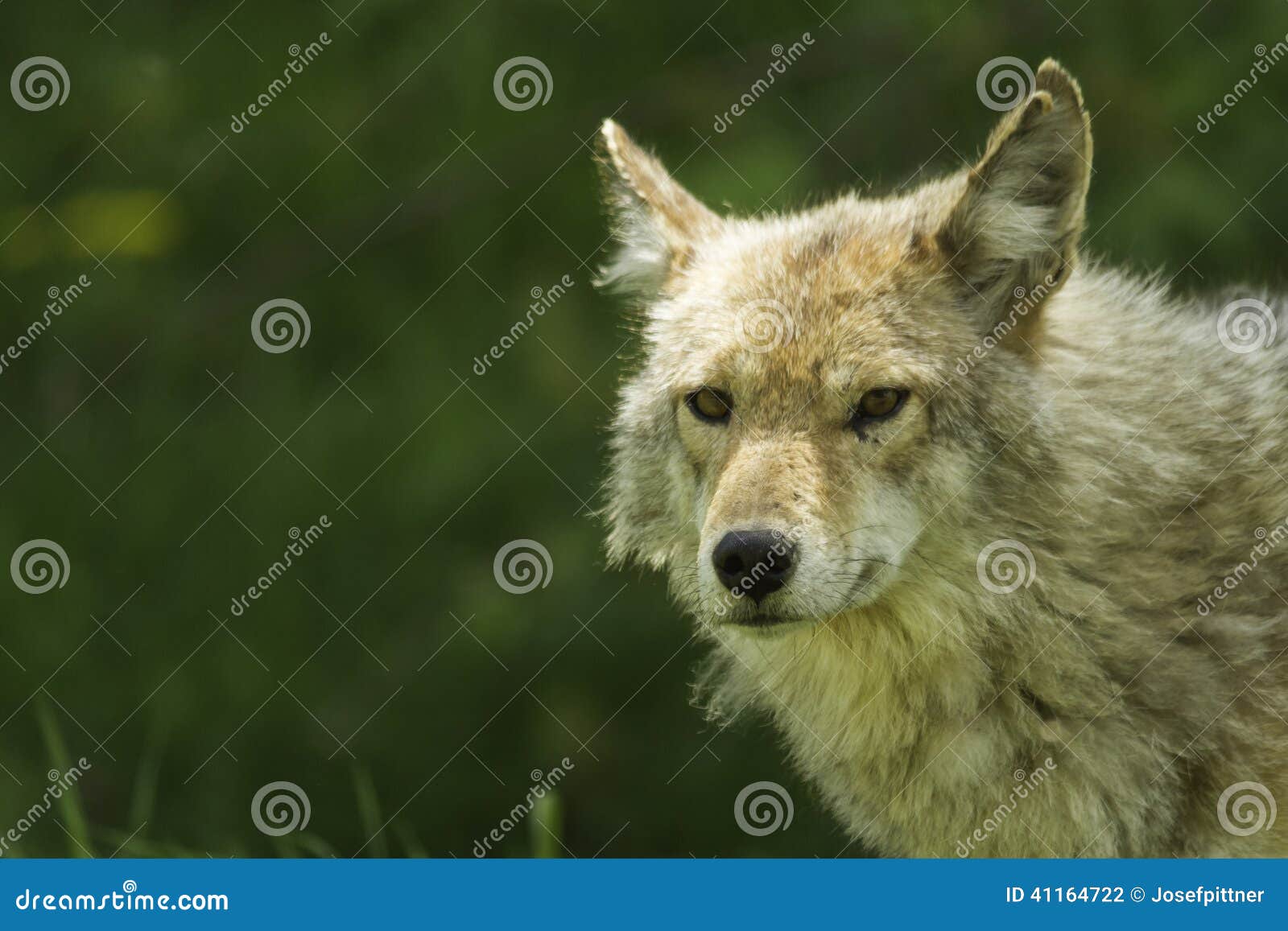 Coyote Profile in the Spring Stock Photo - Image of animals, eyes: 41164722