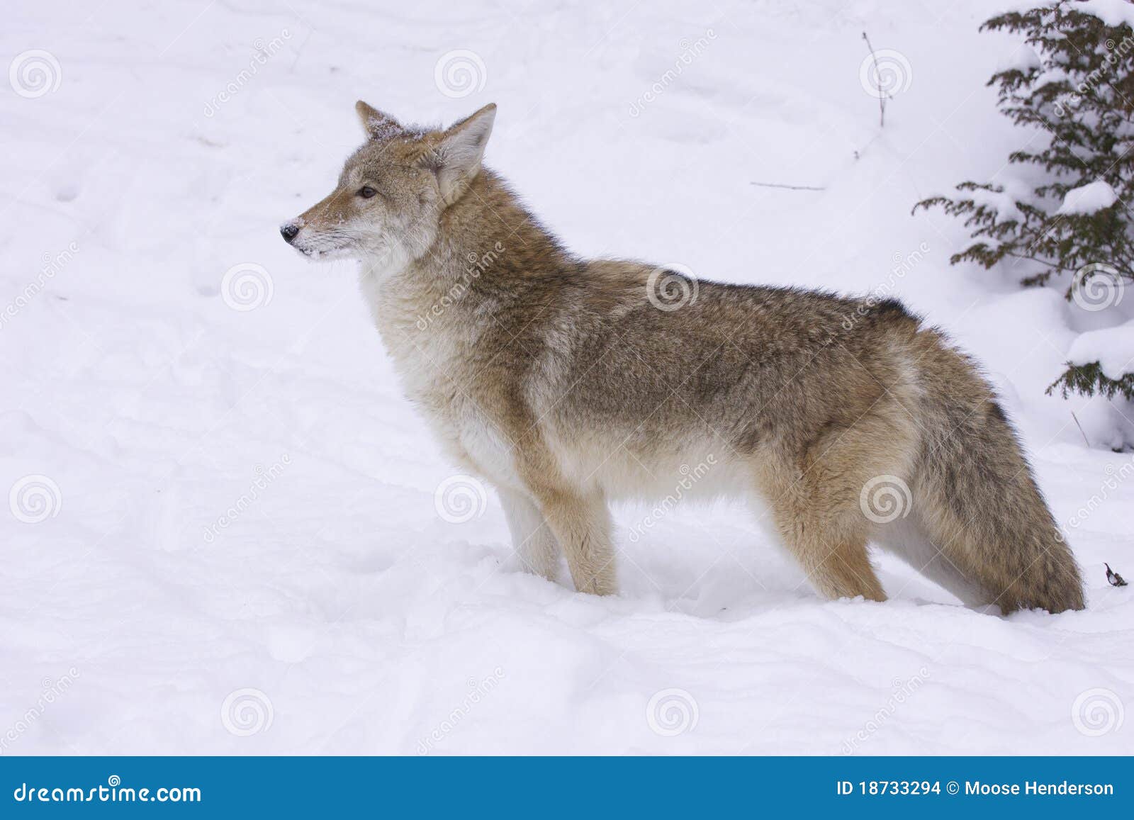 Coyote profile view stock photo. Image of snow, creature - 18733294