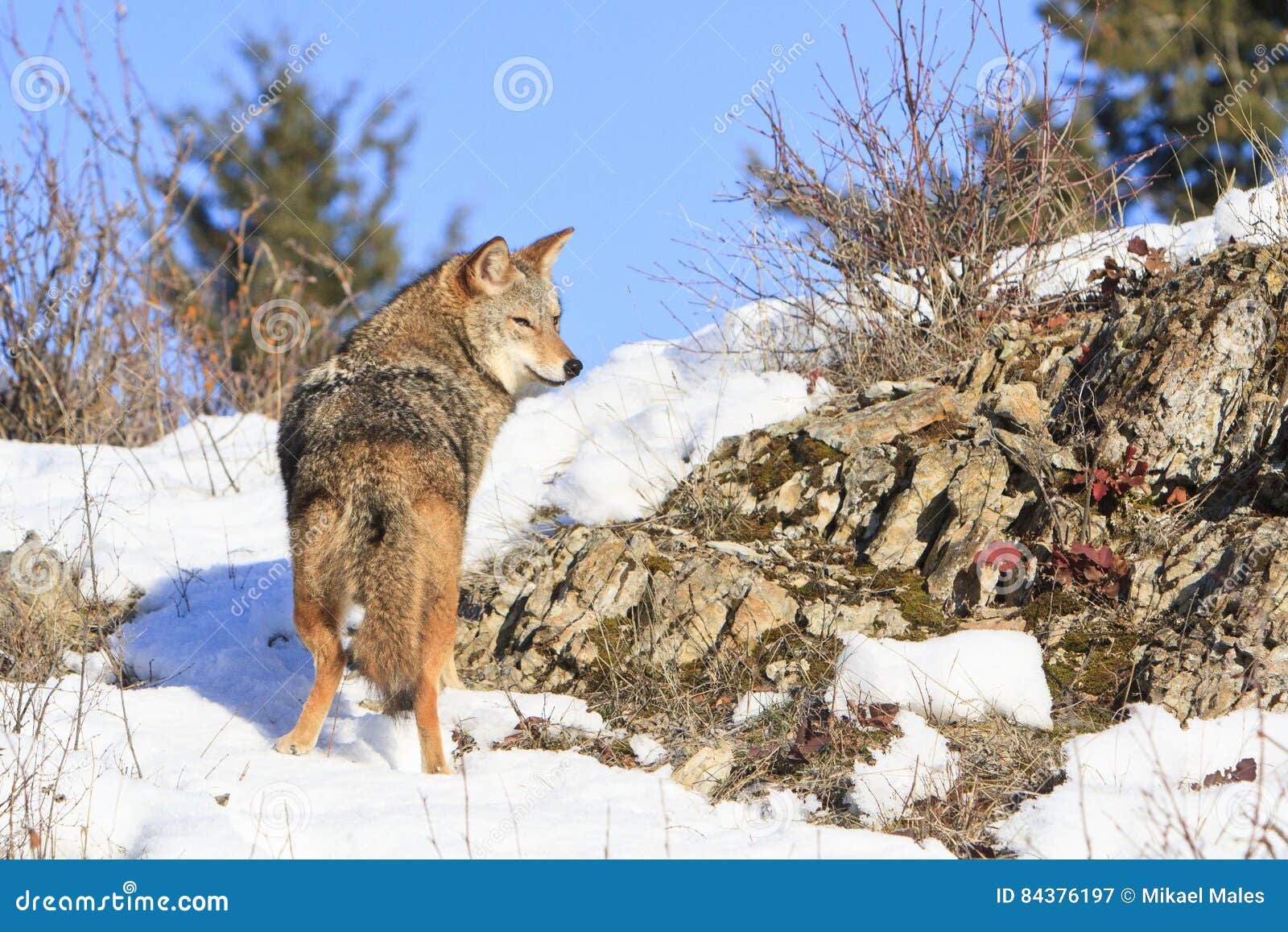 Coyote on prowl stock image. Image of mountains, animal - 84376197