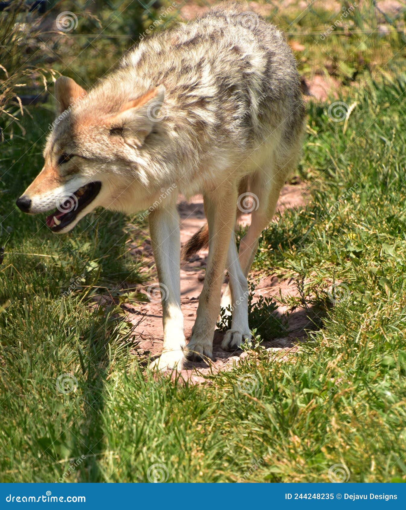 Coyote Prowling Around on a Hot Summer Day Stock Image - Image of ...