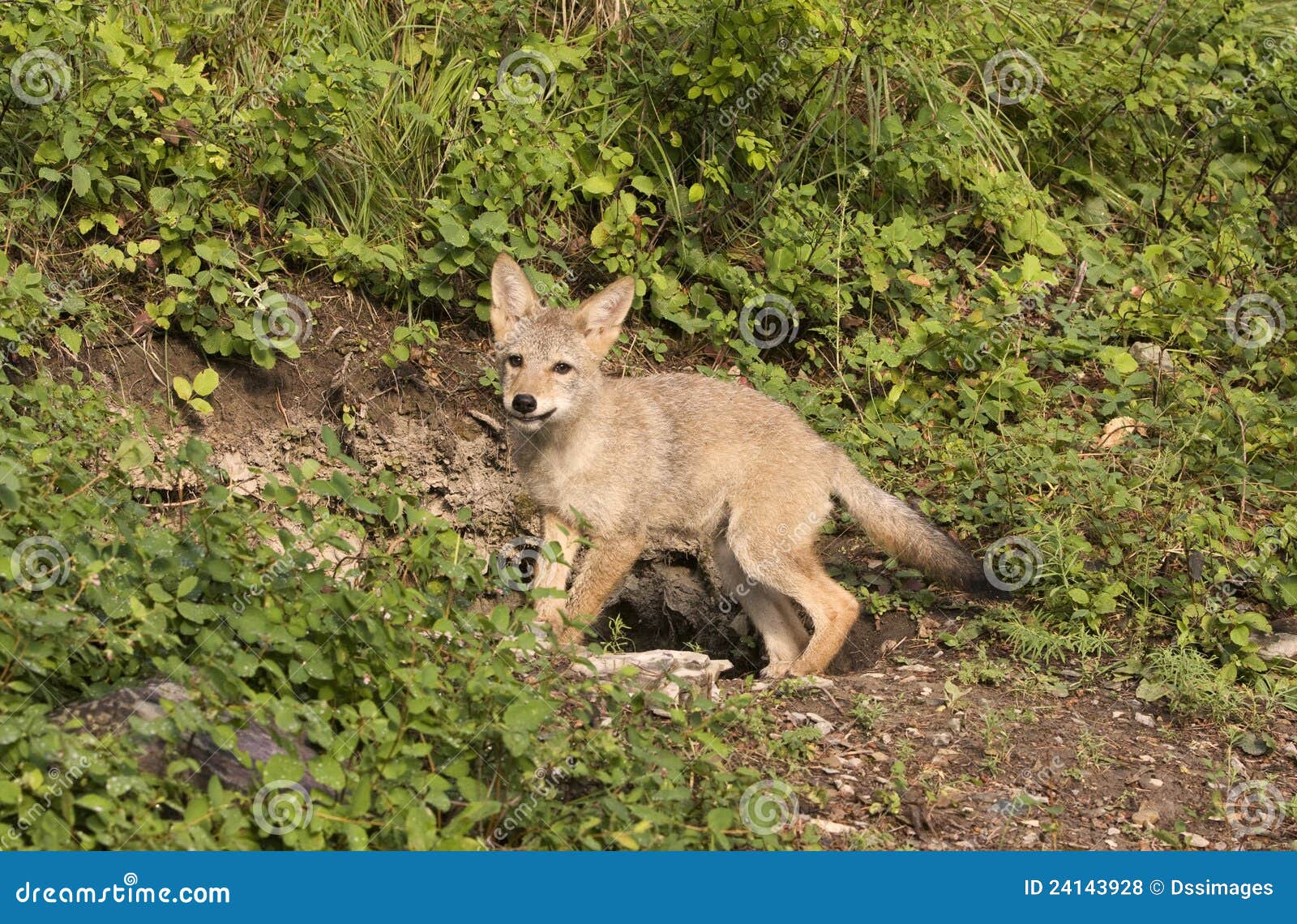 Cute Coyote Pup Howling Stock Image | CartoonDealer.com #12684001