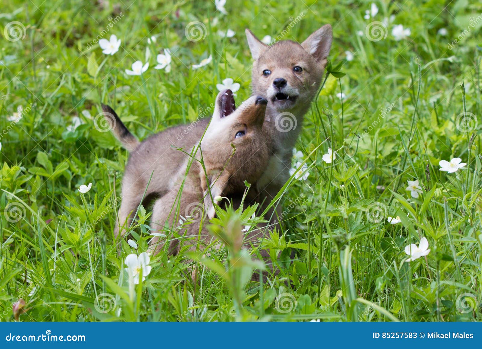 Coyote pup howling stock image. Image of animal, green - 85257583