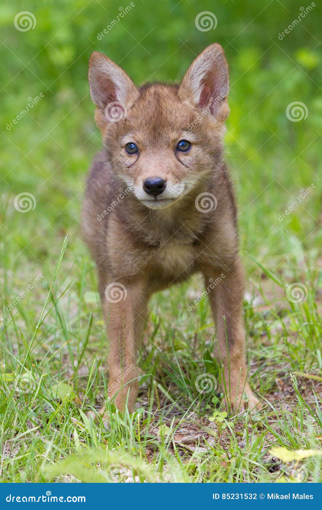 Coyote pup portrait stock photo. Image of pups, jackal - 85231532