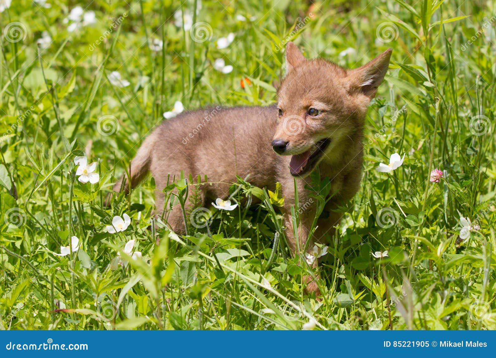 Cute Coyote Pup Howling Stock Image | CartoonDealer.com #12684001