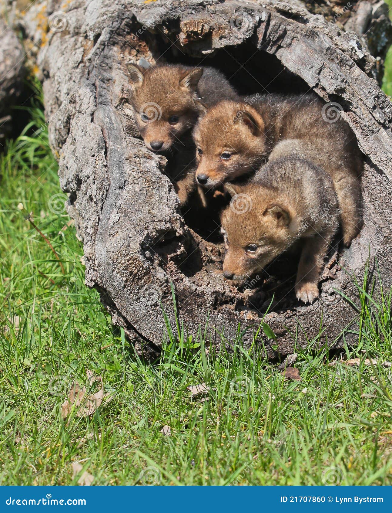 Cute Coyote Pup Howling Stock Image | CartoonDealer.com #12684001