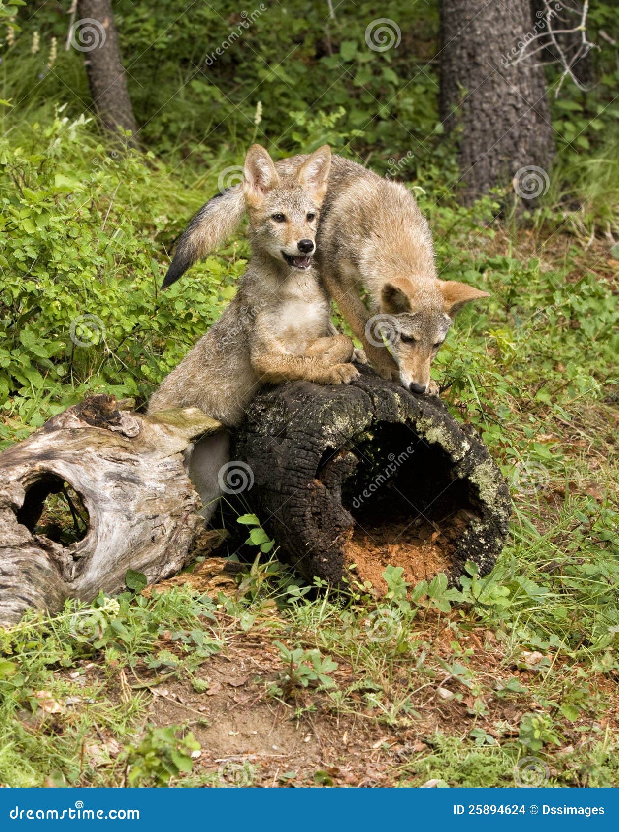 Coyote Pups stock photo. Image of looking, nature, portrait - 25894624