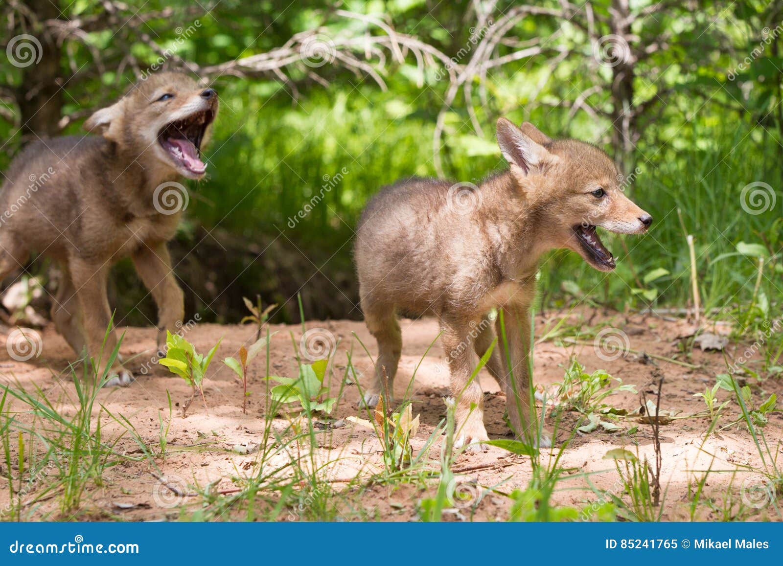 Coyote pups howling stock image. Image of outside, natural - 85241765