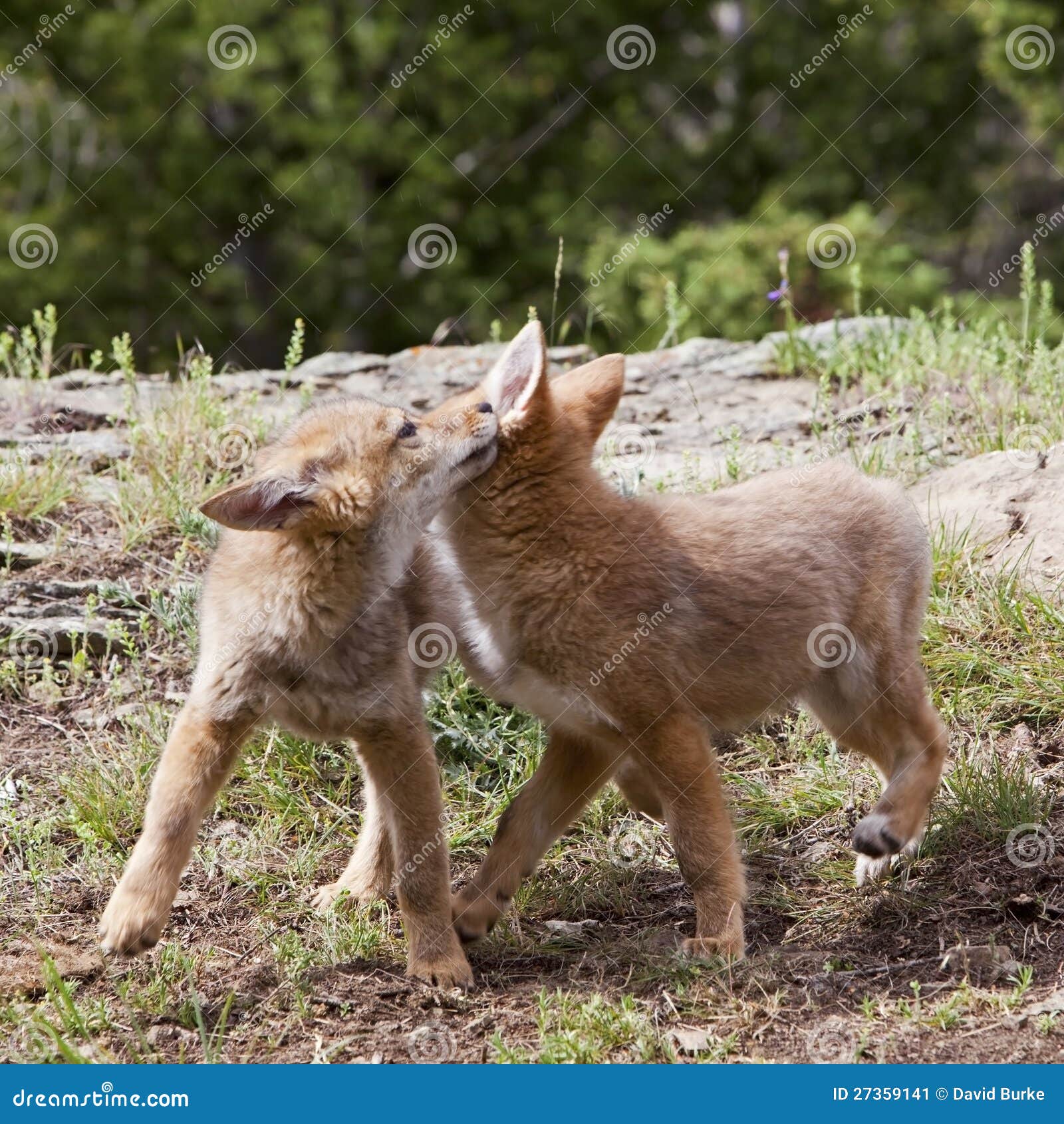 Newborn Coyotes