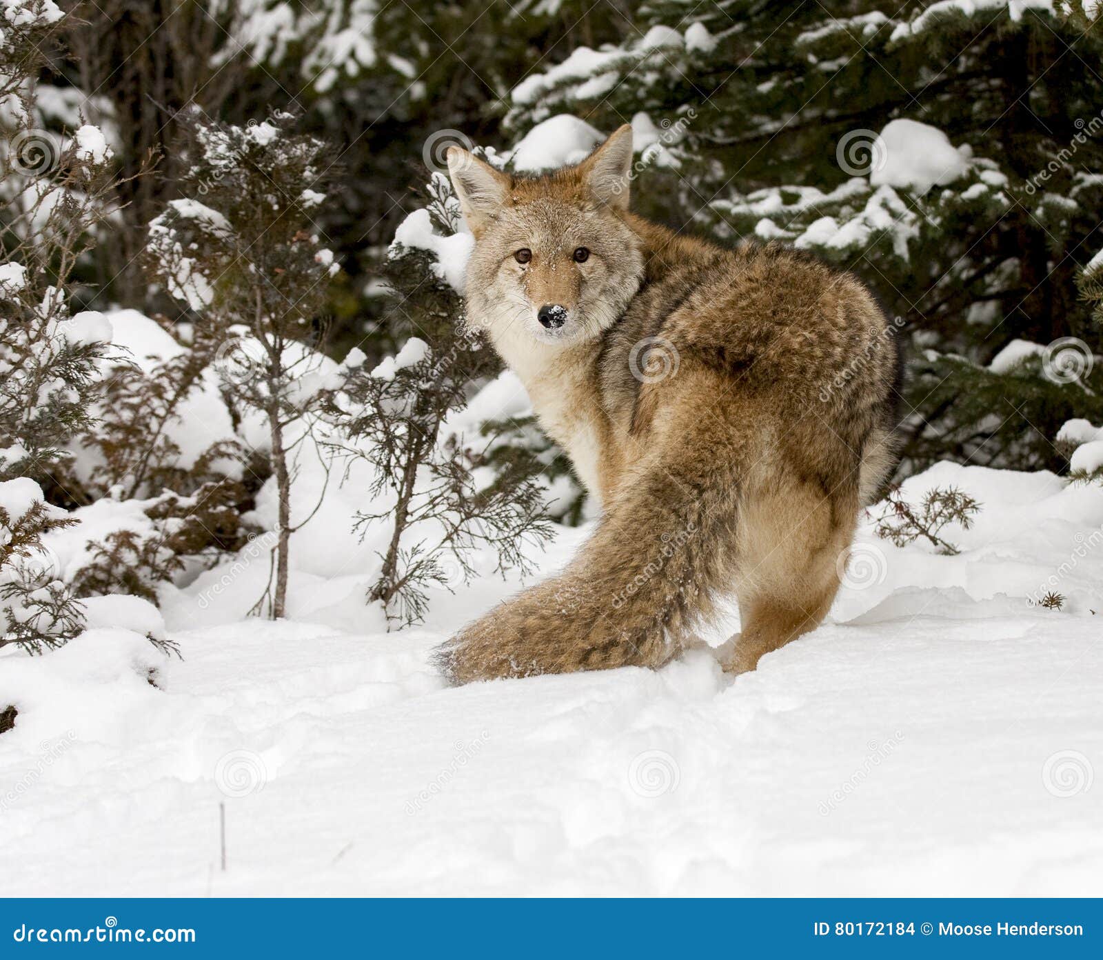 Coyote, Rear View, in Deep Snow with Conifers in Background Stock Photo ...