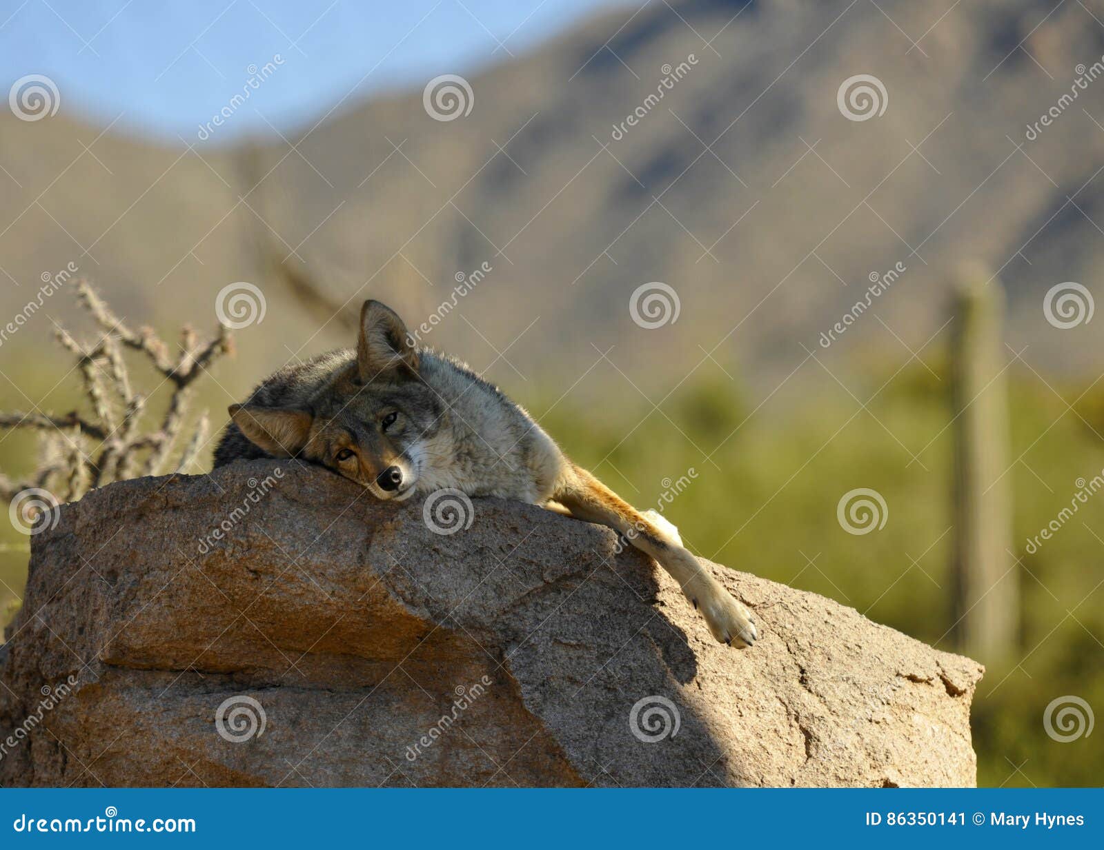Coyote Resting on Rock stock image. Image of rock, desert - 86350141