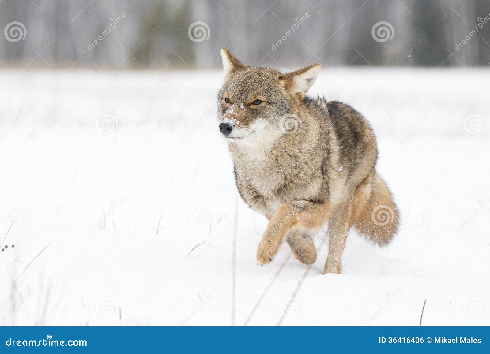 Coyote on the Run stock photo. Image of doglike, canidae - 36416406