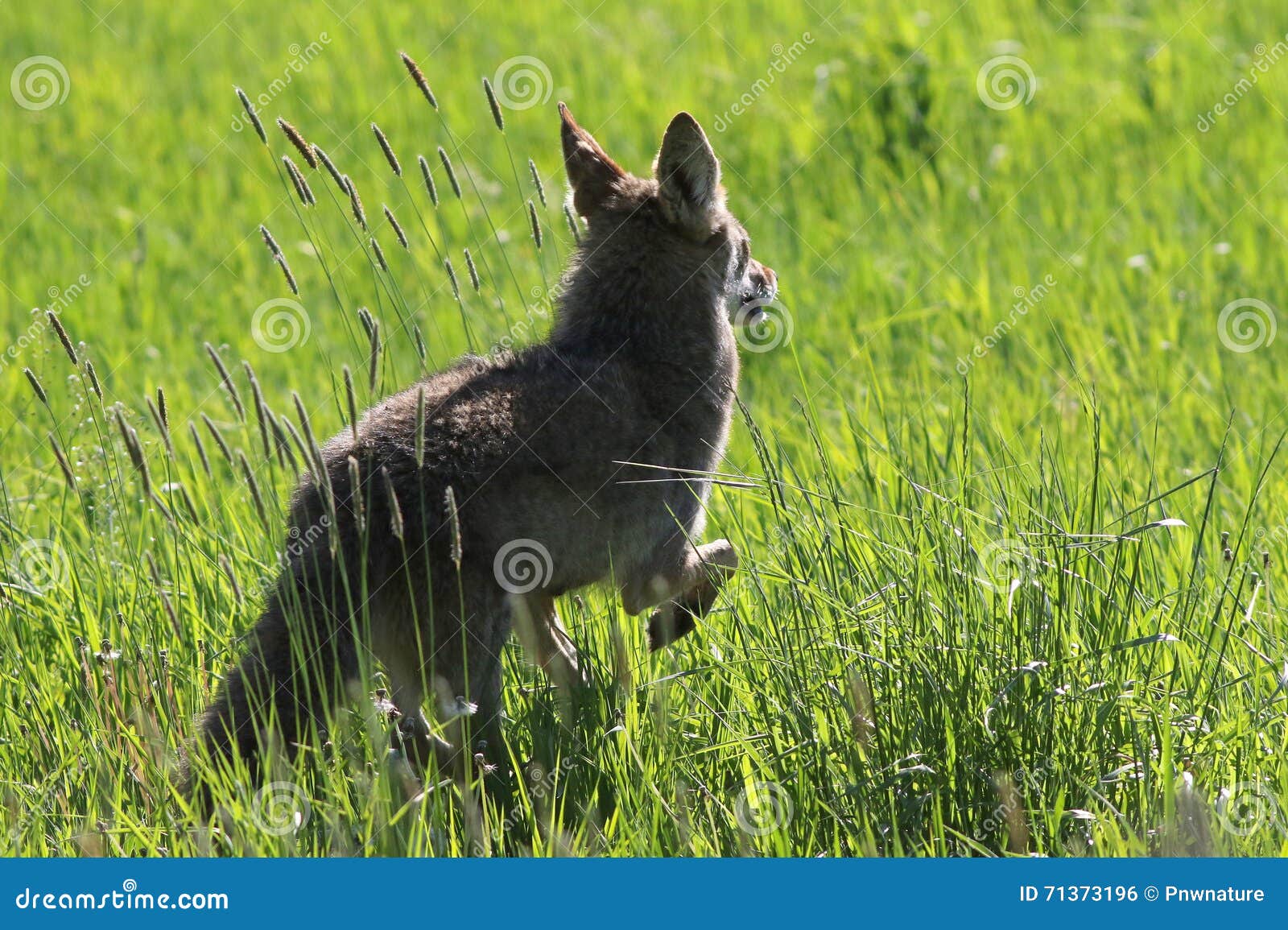 Coyote Running in a Field stock photo. Image of unning - 71373196