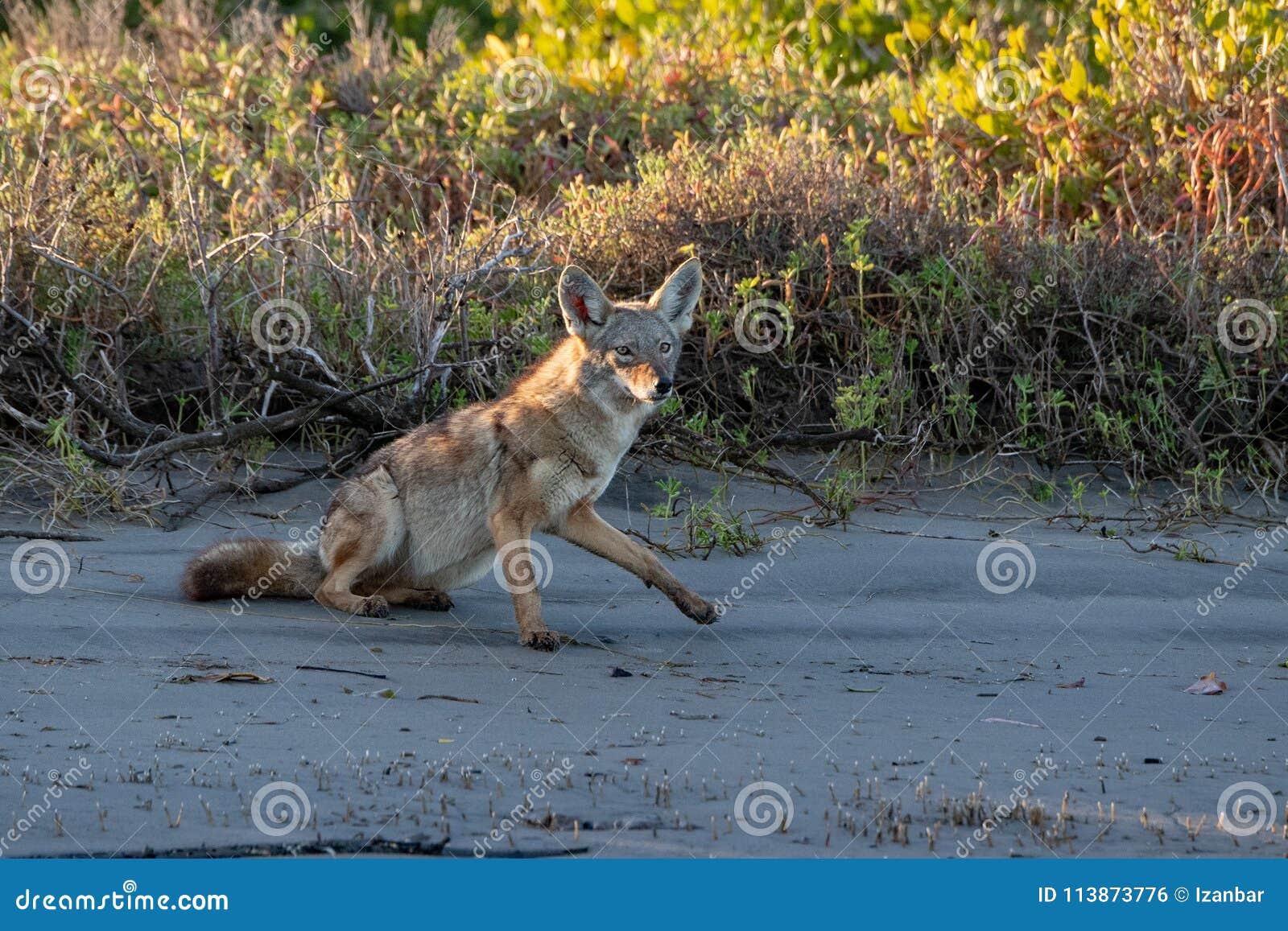 Coyote on the sand stock photo. Image of sand, predator - 113873776