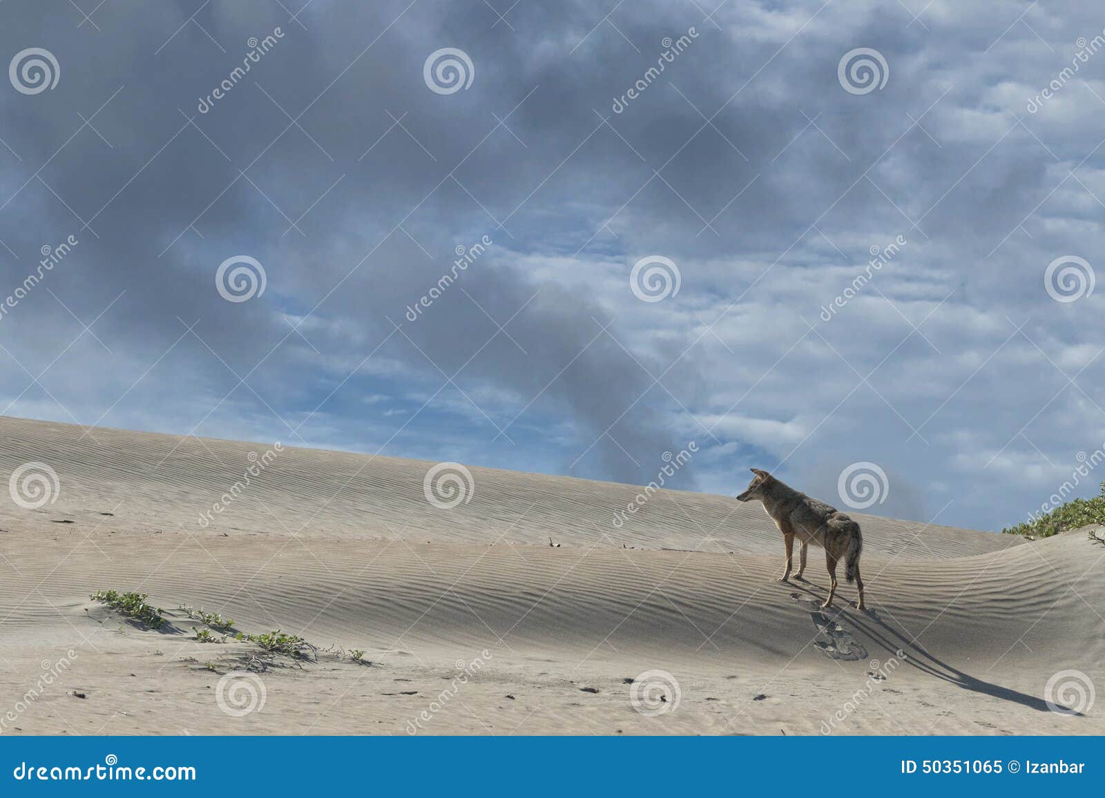 Coyote on the sand stock image. Image of desert, design - 50351065