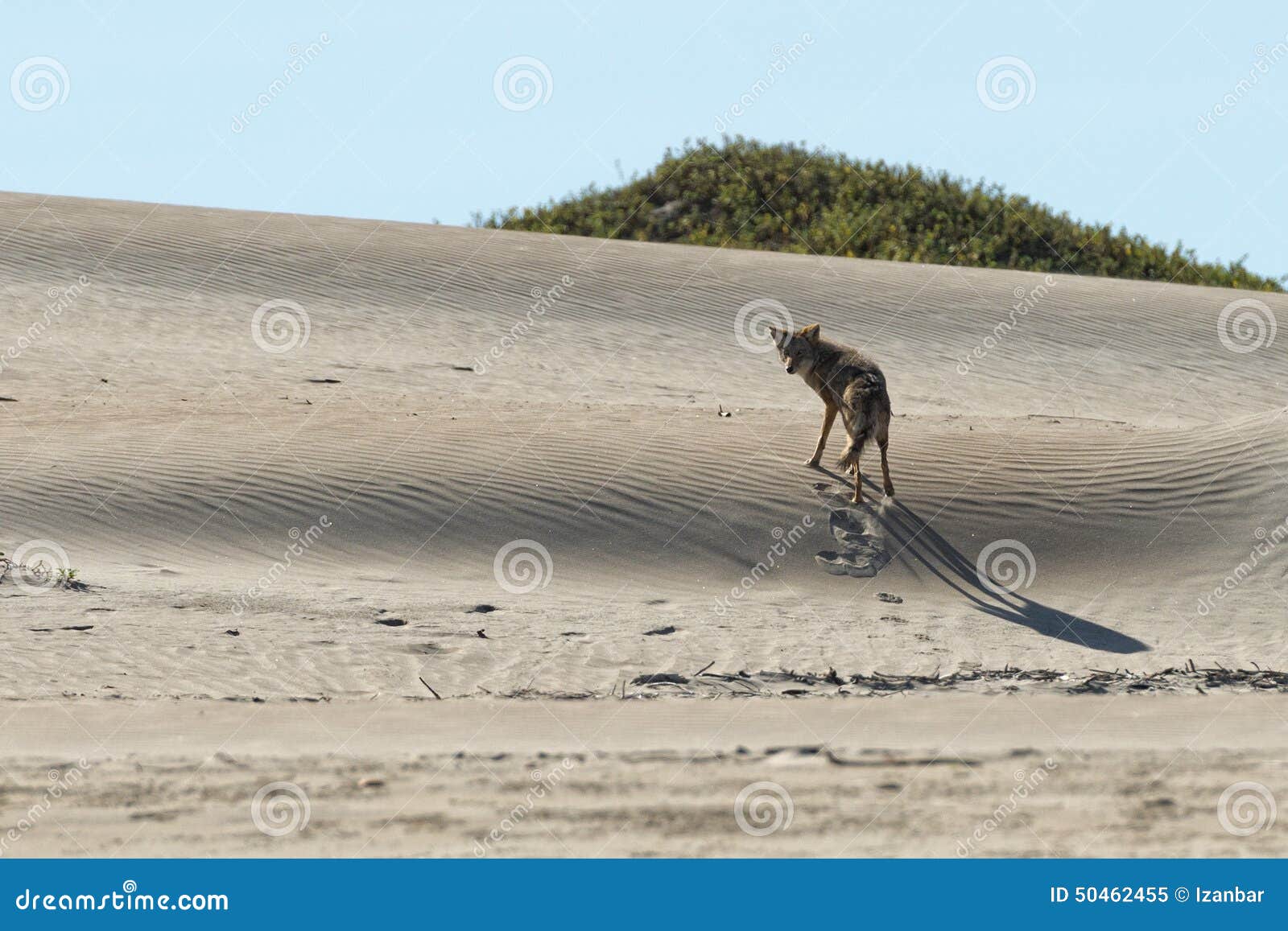 Coyote on the sand stock image. Image of animal, mojave - 50462455
