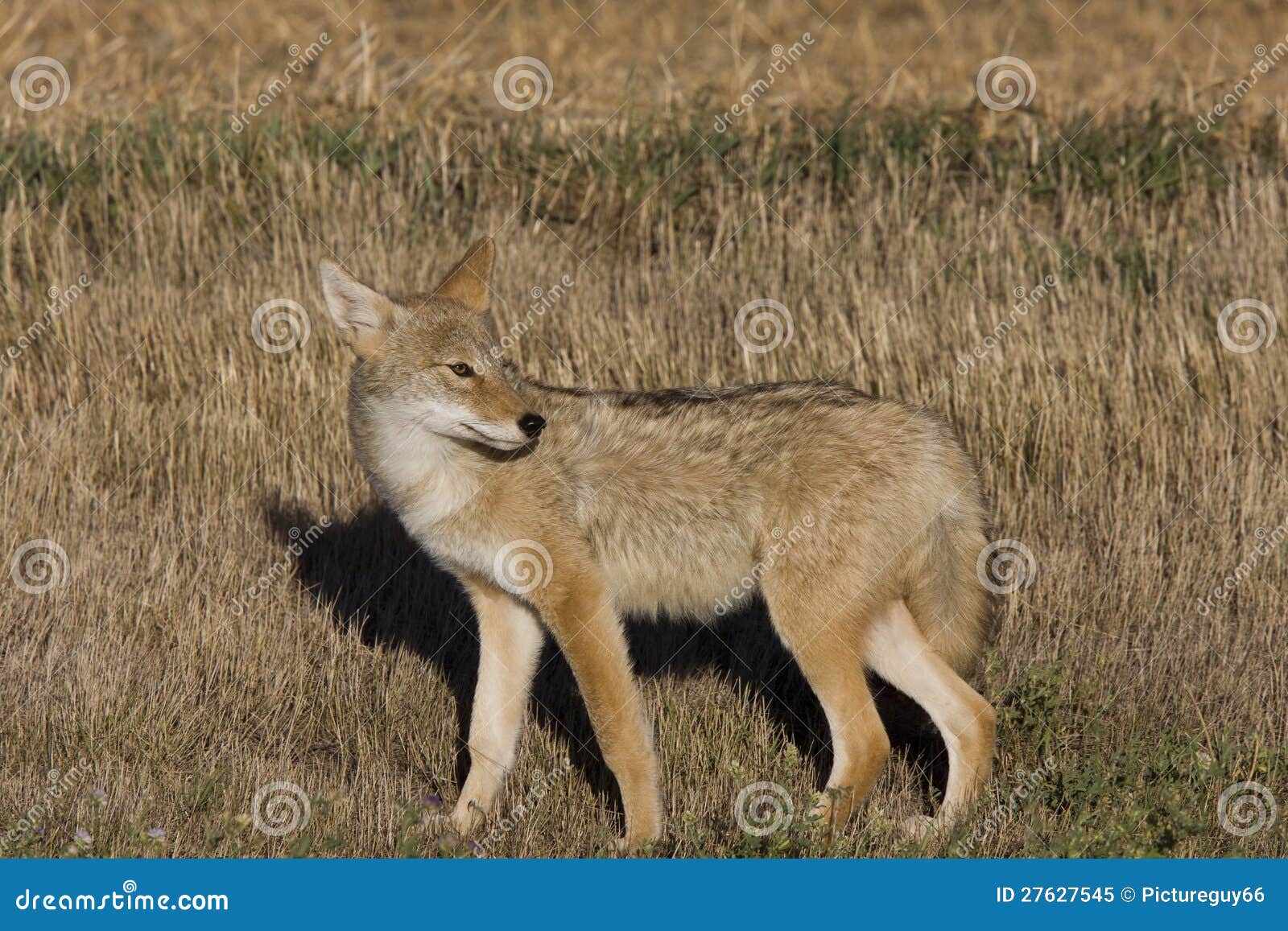 Coyote Saskatchewan stock image. Image of snout, dhole - 27627545