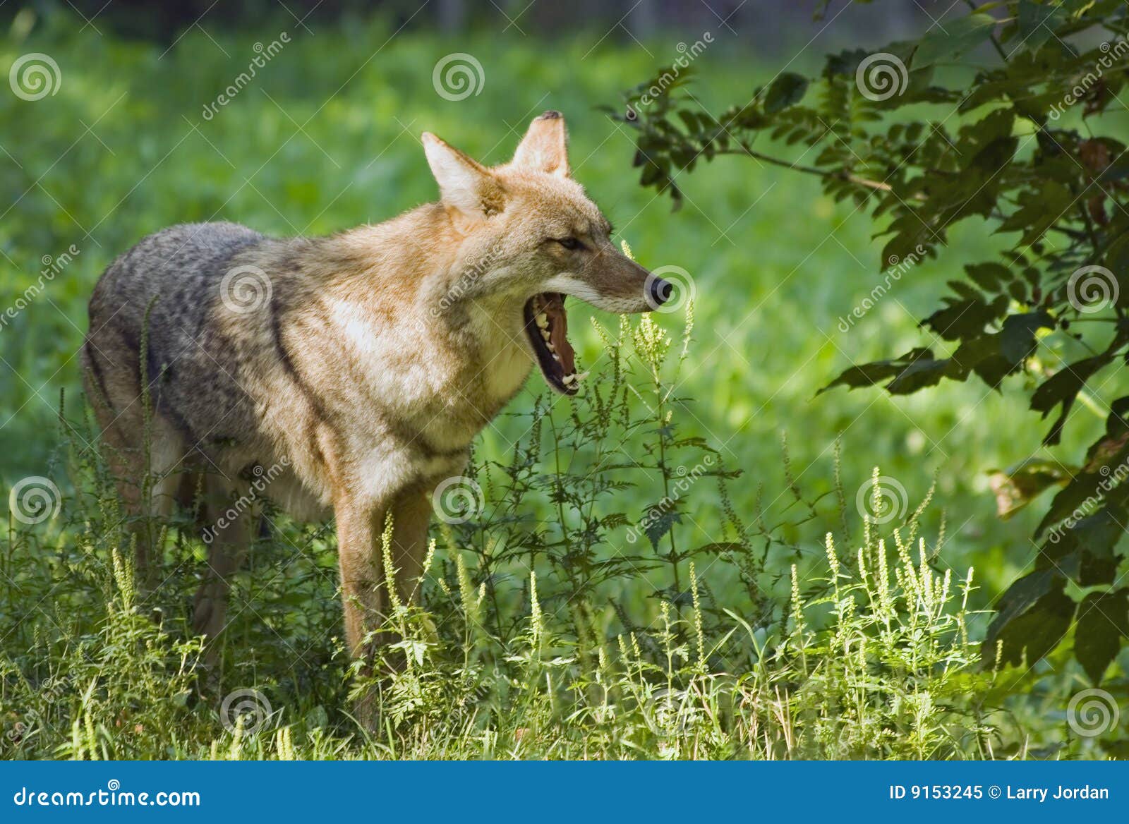 Coyote Showing Teeth stock image. Image of travel, watchful - 9153245