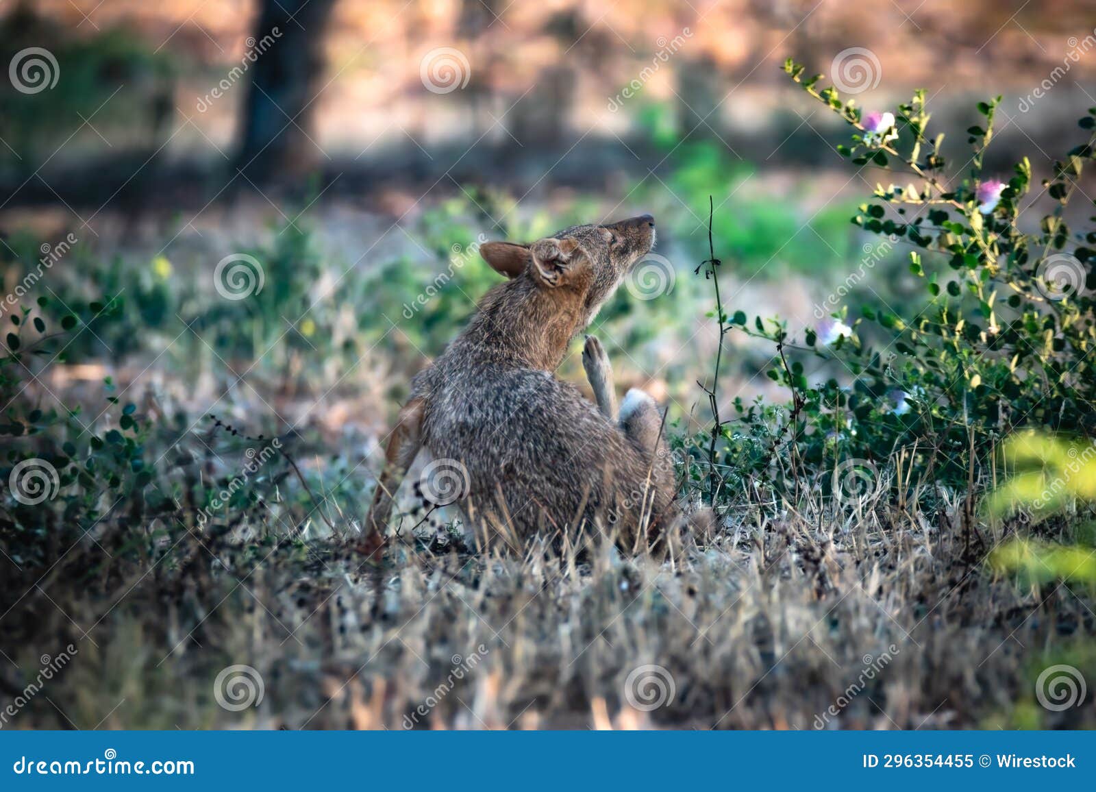 Coyote Sitting on Green Grass Stock Image - Image of alert, inspect ...