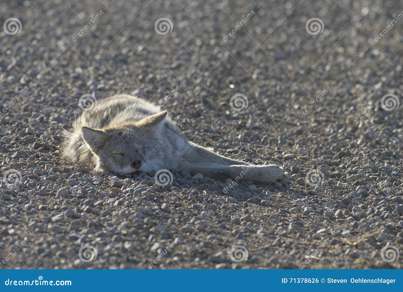 A Coyote Sleeping in a Road Stock Photo - Image of rural, kill: 71378626