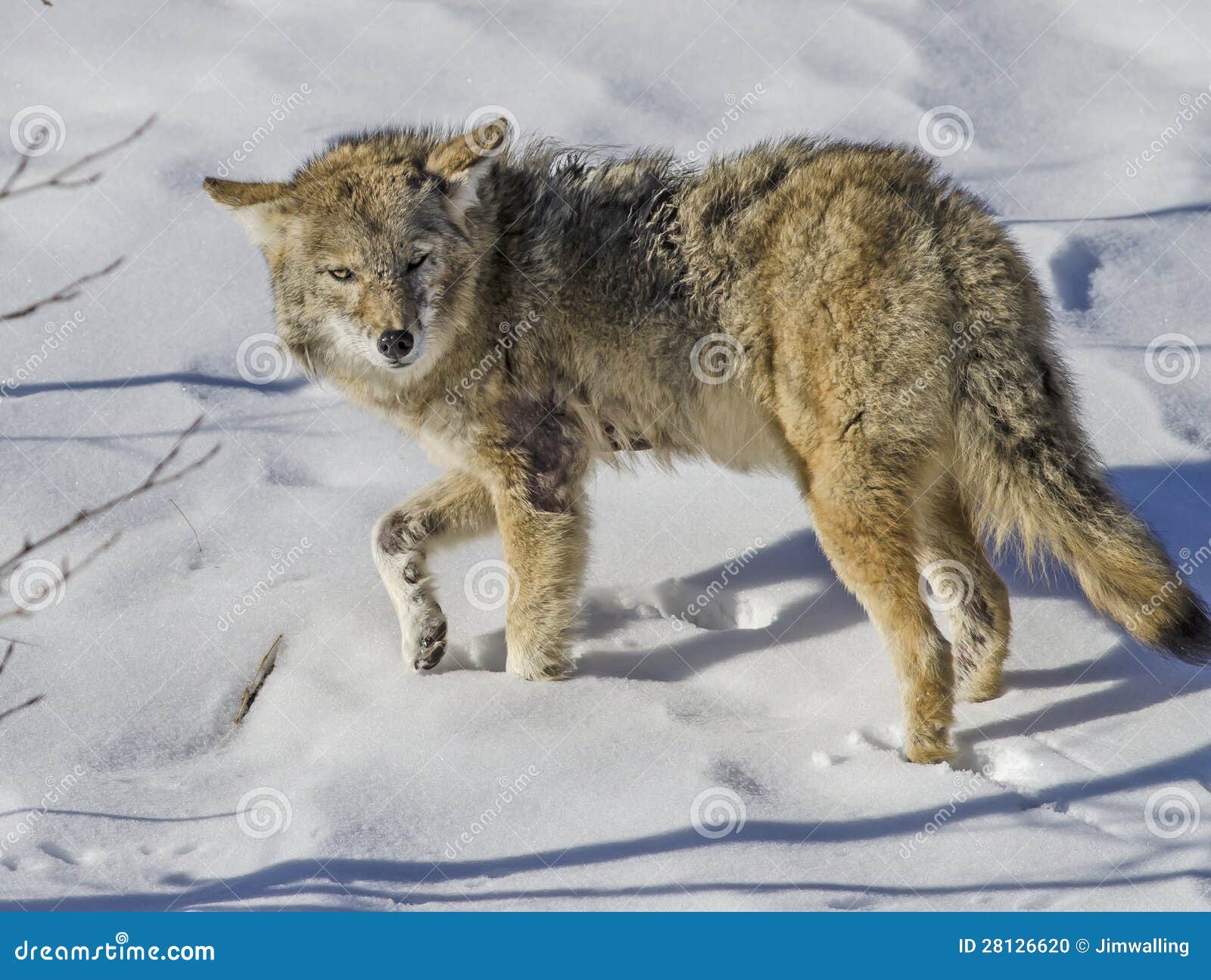 Angry Coyote With Open Mouth Stock Photo | CartoonDealer.com #53793588